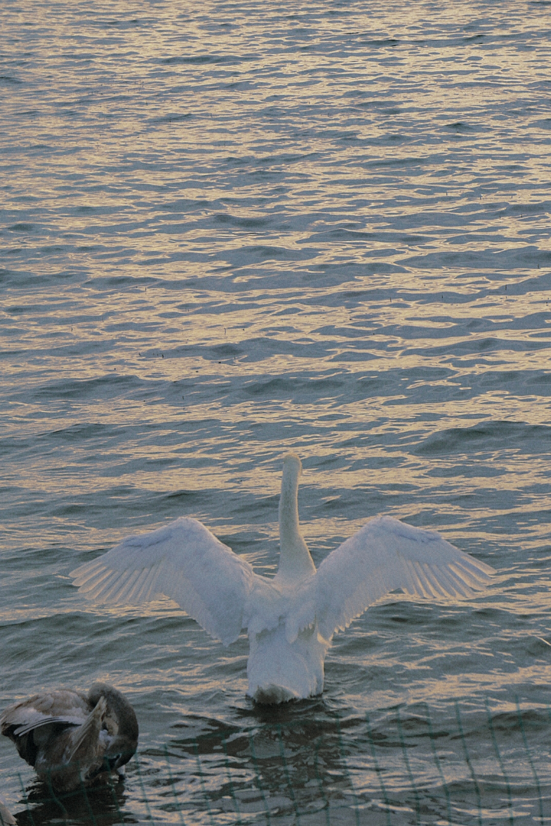 挣脱_淮南郡-站酷ZCOOL