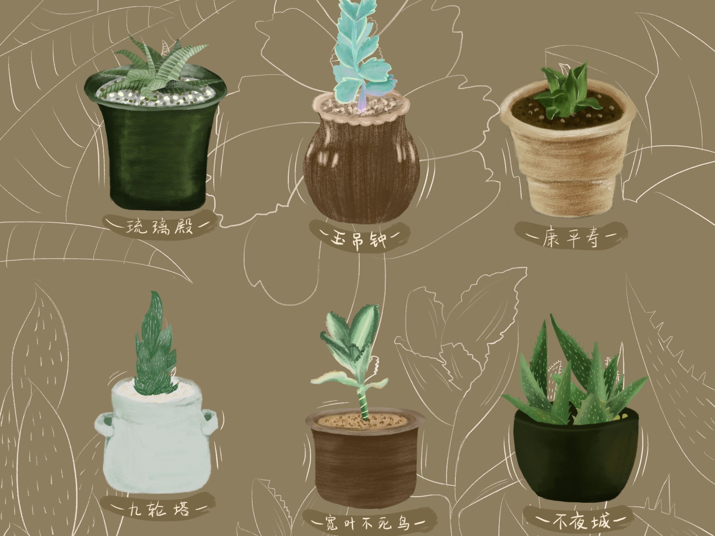 多肉植物_HANKE_24-站酷ZCOOL