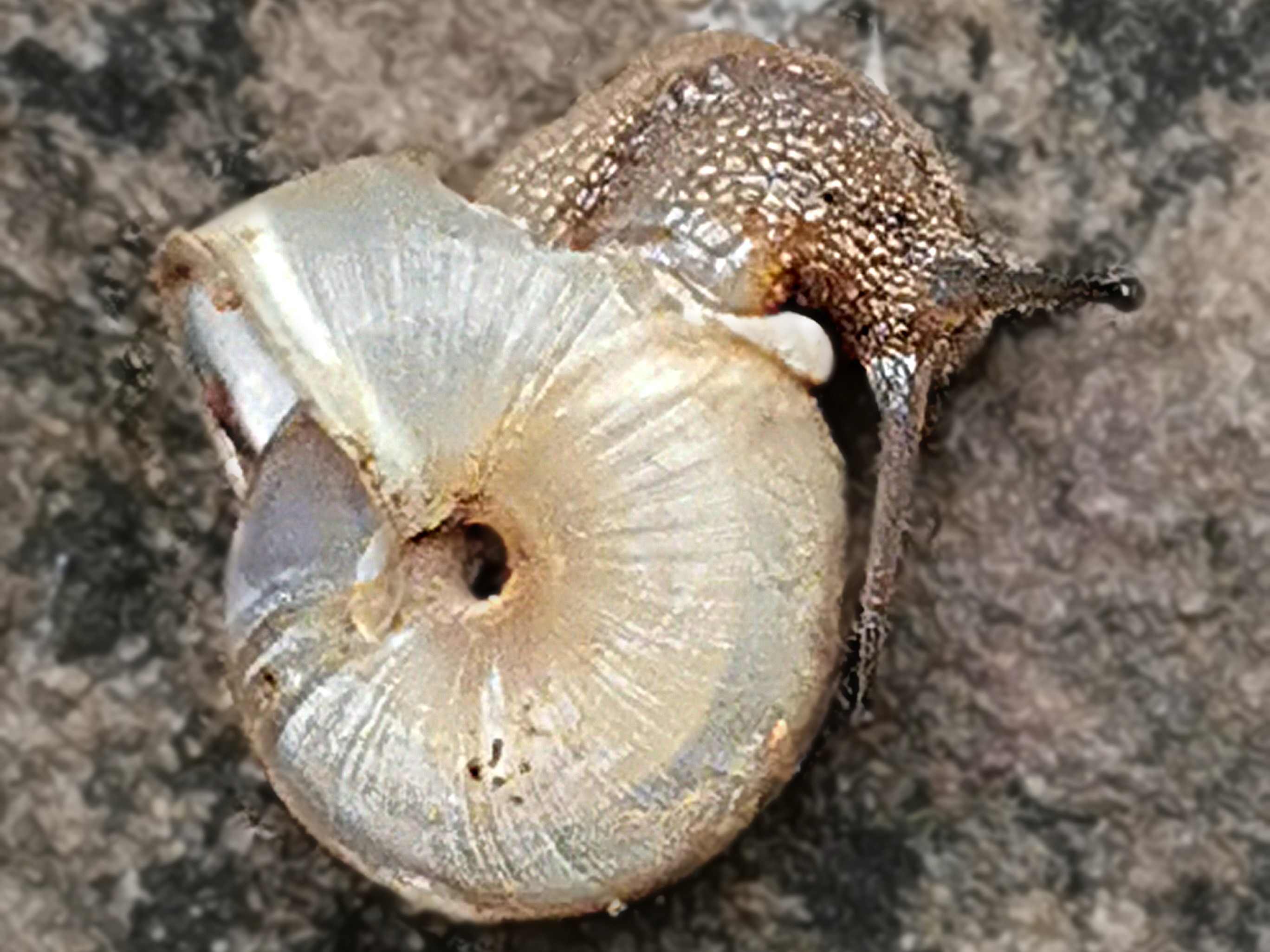 蜗牛_系雨-站酷ZCOOL