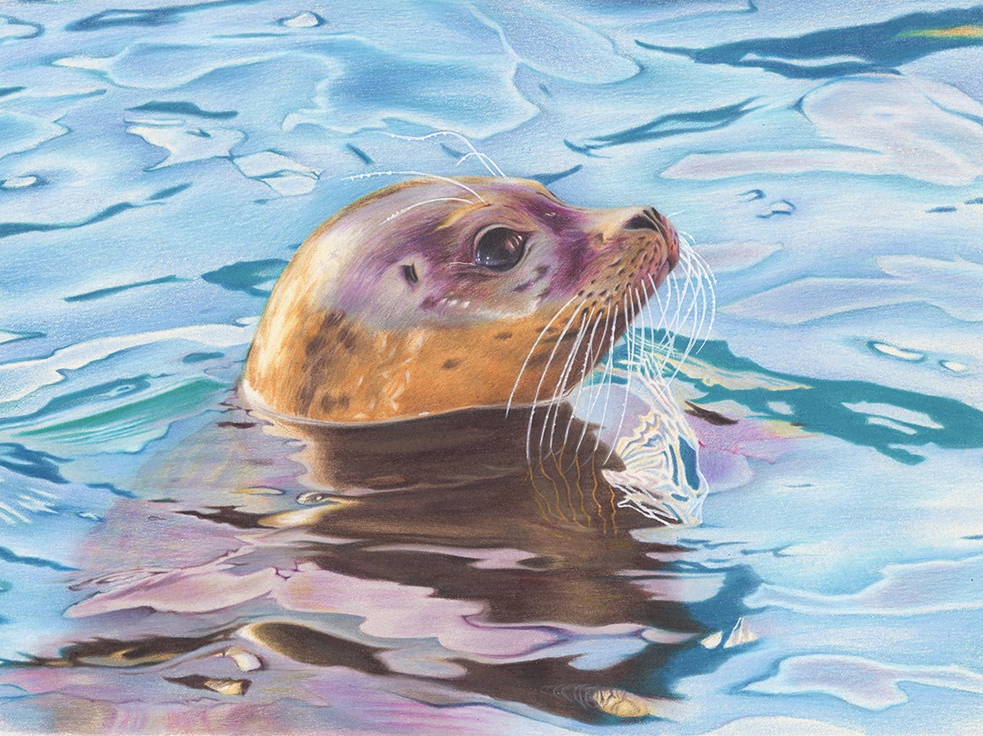 彩铅画《海豹》_樊晓闻xiaoW-站酷ZCOOL
