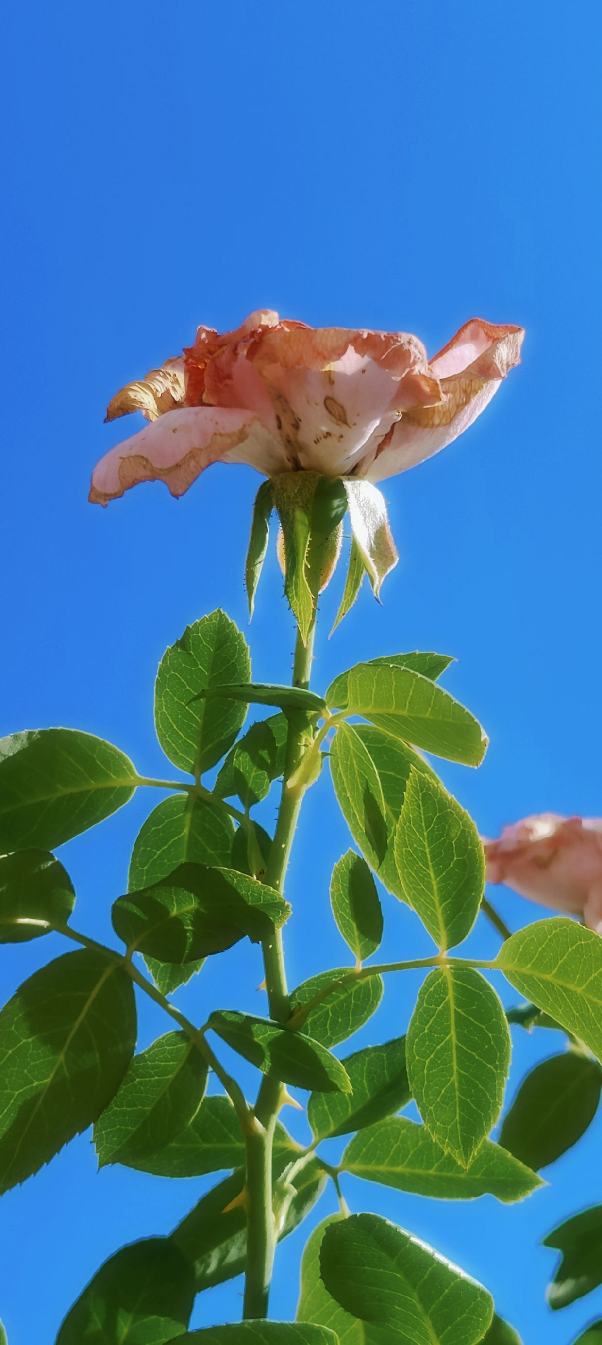 花_spot2-站酷ZCOOL