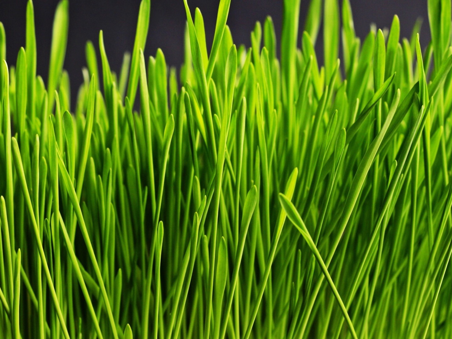 4k护眼壁纸_素材网站_图片免费下载-ZCOOL站酷