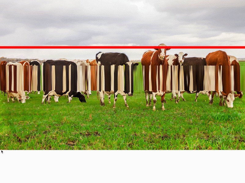 奶牛的条码人生 Cow: Barcode Life _大蘑头gugu-站酷ZCOOL