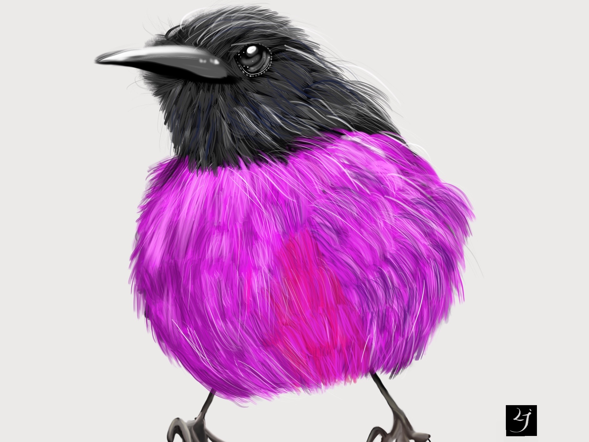 The Pink Robin_soolio-站酷ZCOOL