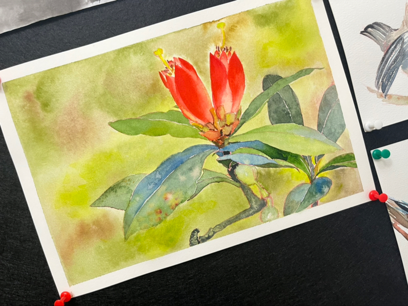 原创。感慨下杜鹃品种好多啊！_U秀秀-站酷ZCOOL