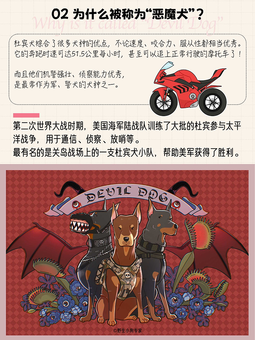 杜宾犬小百科 又酷又萌的恶魔犬_北北北辰beichen-站酷ZCOOL