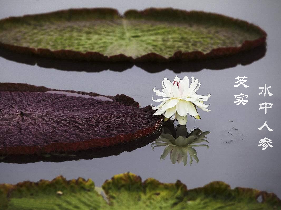 专题_爱吃肉啊-站酷ZCOOL