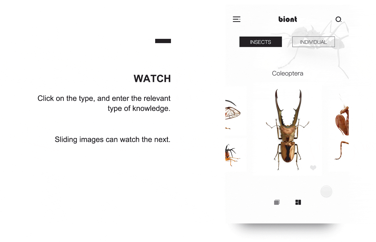 Biont－昆虫爱好者_沈墨晨-站酷ZCOOL