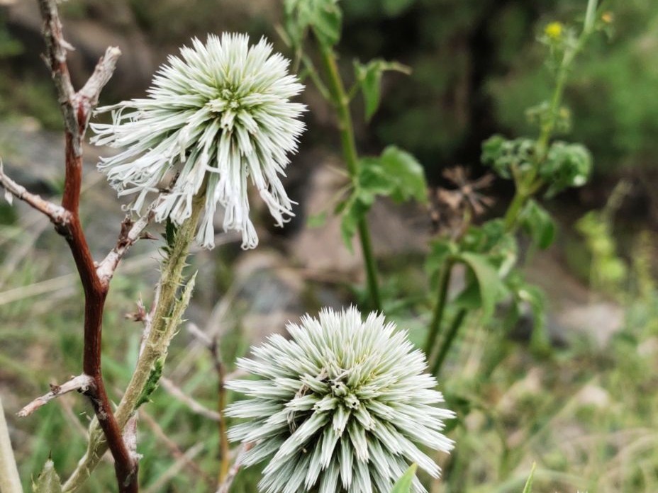 调皮的小白花_星河小院-站酷ZCOOL