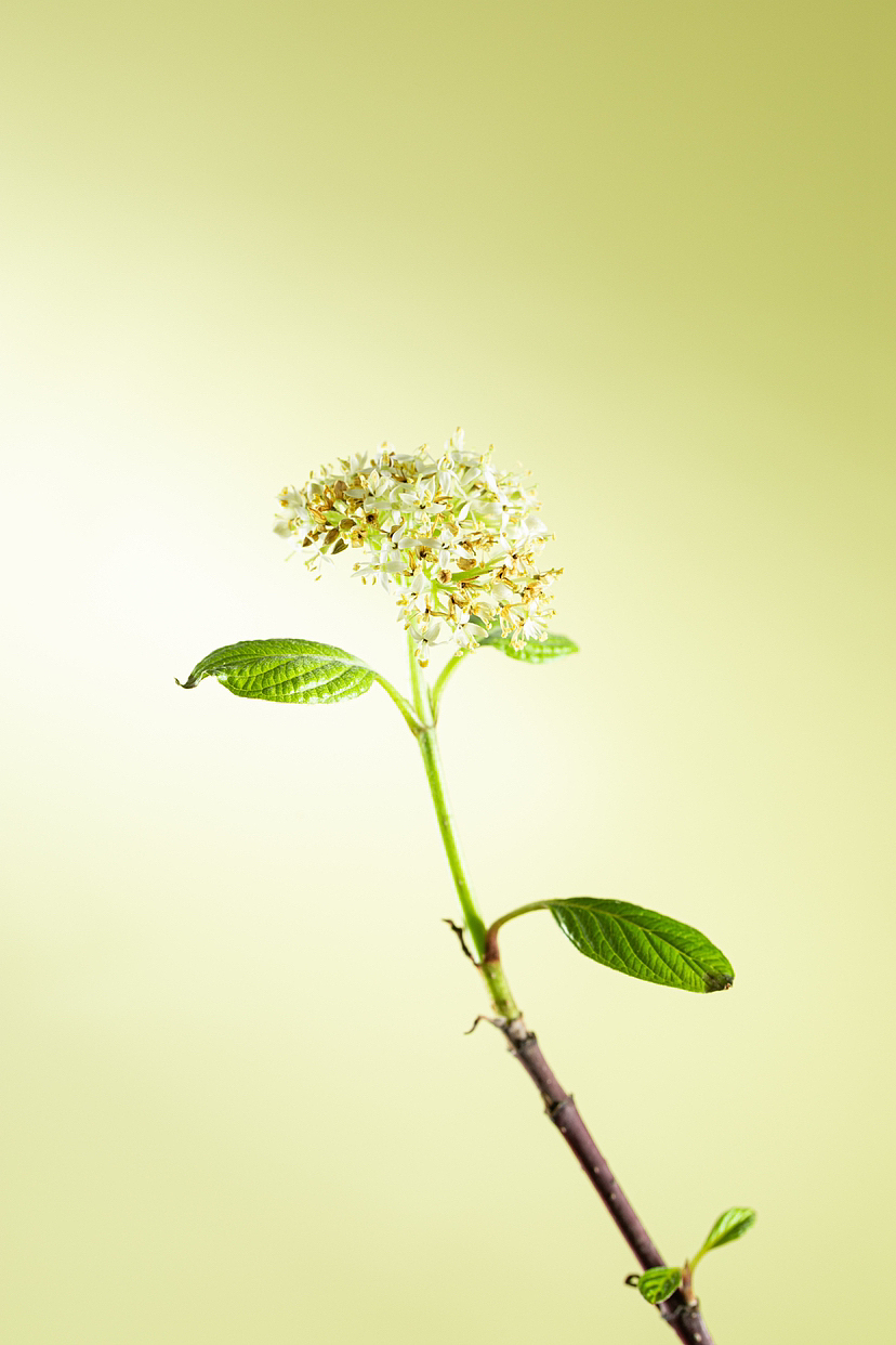 2月春意_梁雄Neo-站酷ZCOOL