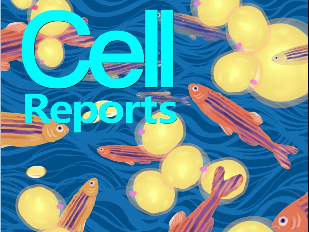 Cell Reports封面设计_饼干阿爹-站酷ZCOOL