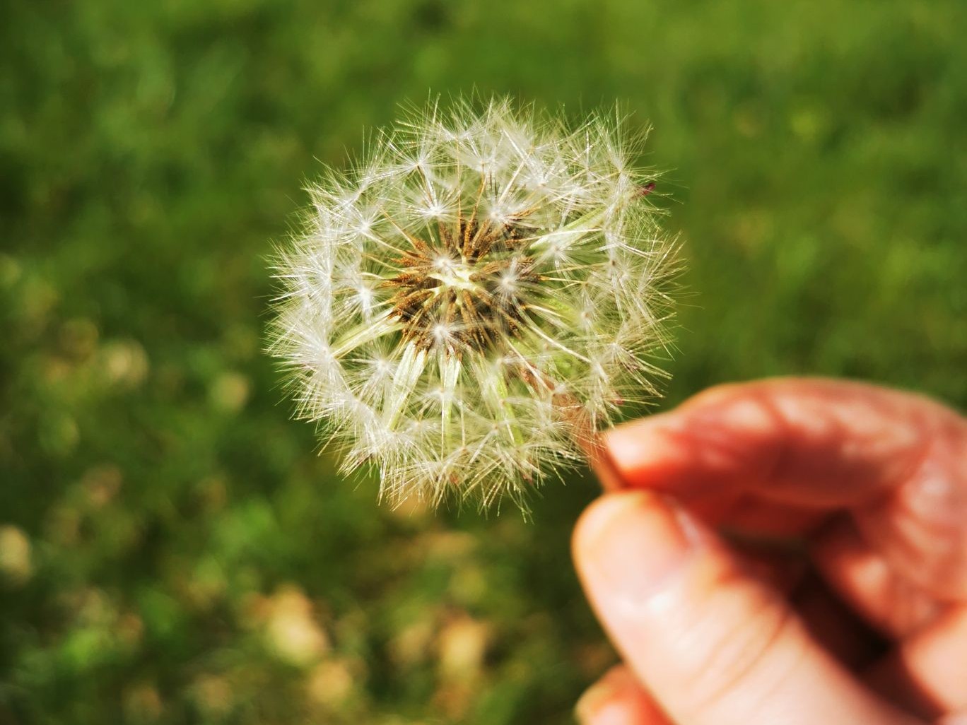 每一粒种子都有翅膀_善学未晚-站酷ZCOOL