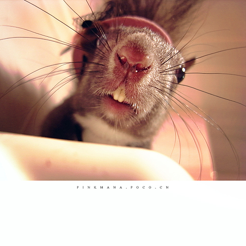 lady lala_pinkmana-站酷ZCOOL