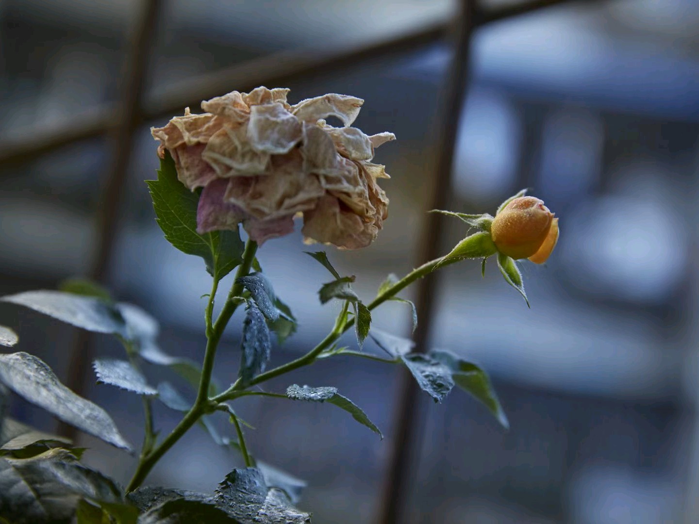 花开堪折直须折 莫待无花空折枝的意思_Amy_Wan0321-站酷ZCOOL