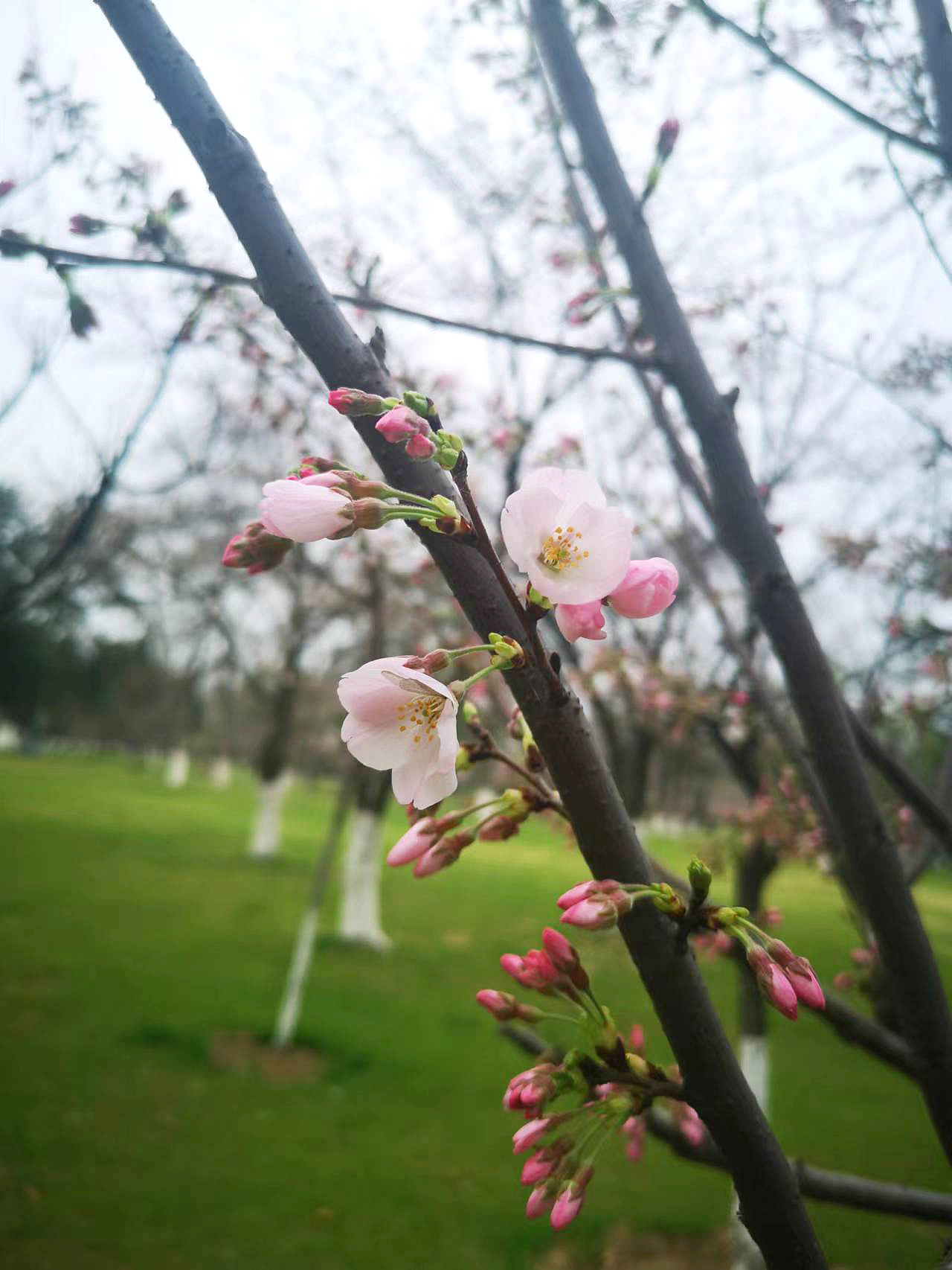 樱_mars_su-站酷ZCOOL