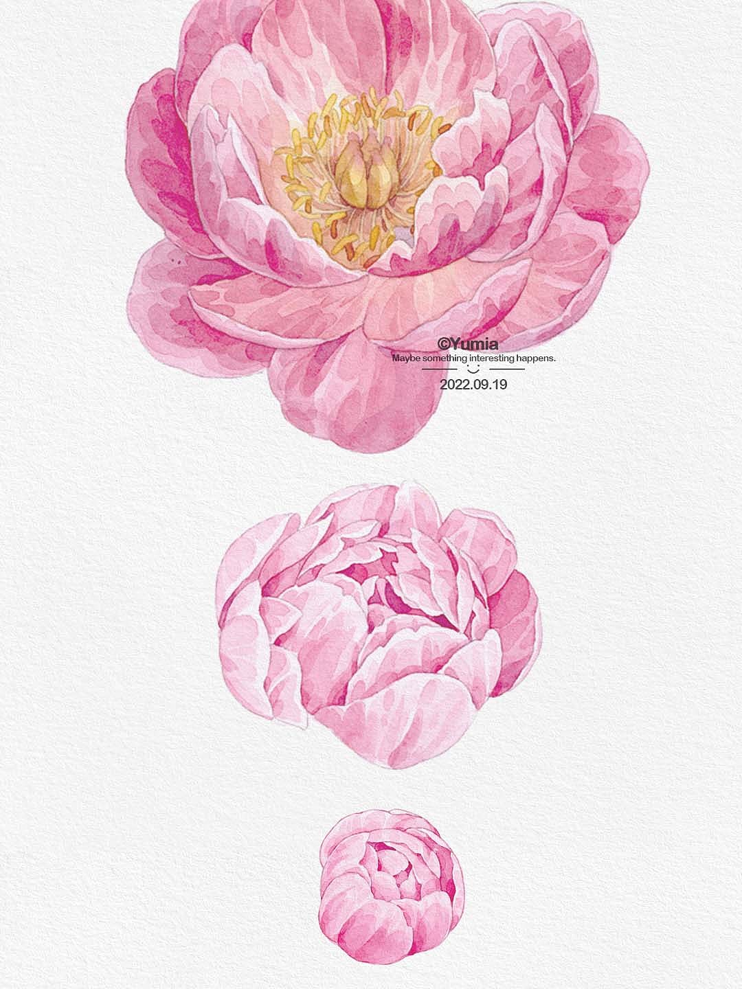 原创水彩插画芍药_玉米呀yumia-站酷ZCOOL
