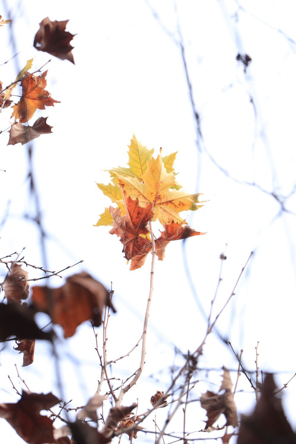 2022秋天个人展_二饼BING-站酷ZCOOL
