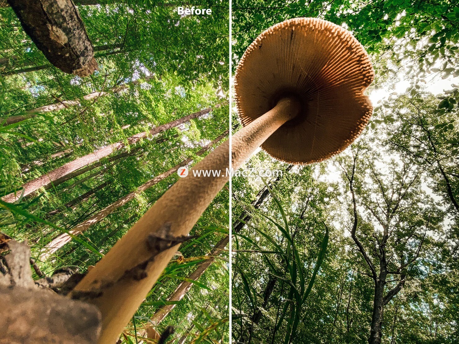 5个豪华版森林lr预设_mac开心-站酷ZCOOL