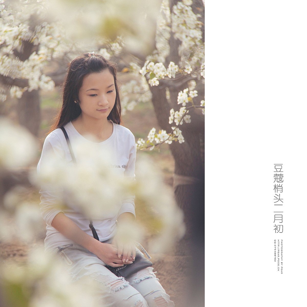 豆蔻梢头二月初_pear1103-站酷ZCOOL