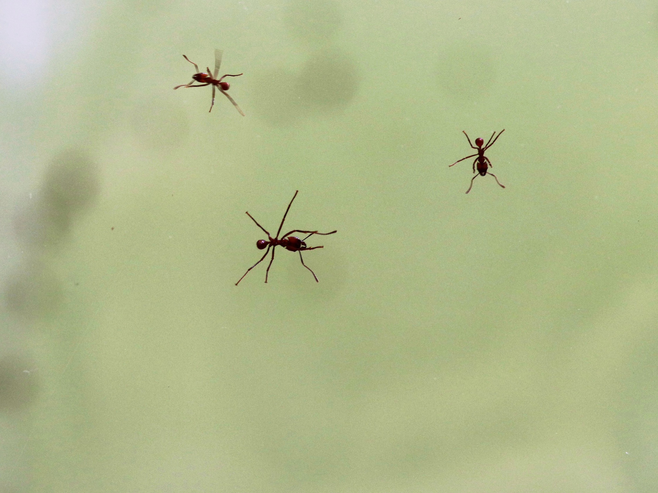 insect-摄影集排版_ROLLMAO-站酷ZCOOL