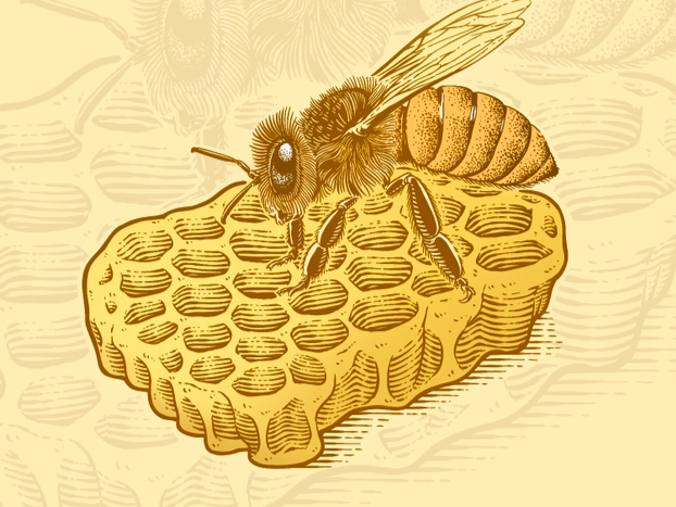 原创插画｜蜜蜂与蜂蜜_阿婧Jing插画-站酷ZCOOL