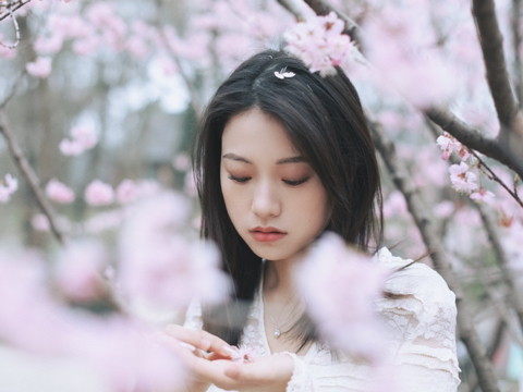 早樱_茶底zzz-站酷ZCOOL