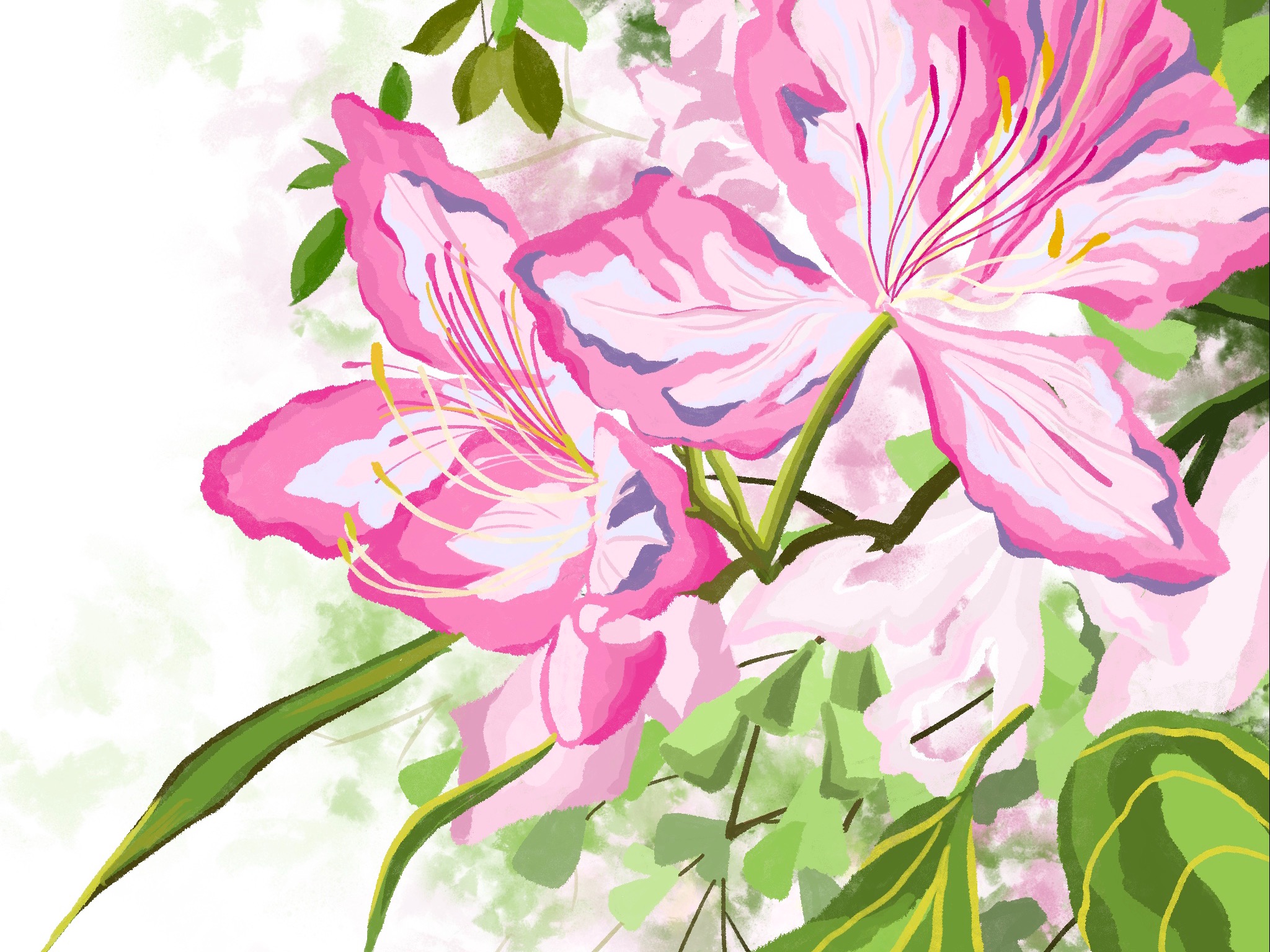 紫荆花_碧影插画-站酷ZCOOL