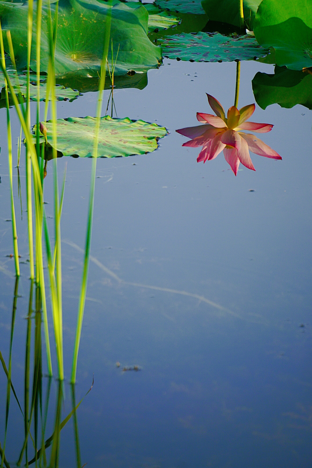 残红尚有三千树，不及初开一朵鲜。_淮南郡-站酷ZCOOL