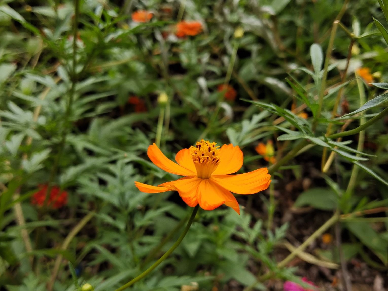 ＃鲜花_Tom瑞拉-站酷ZCOOL