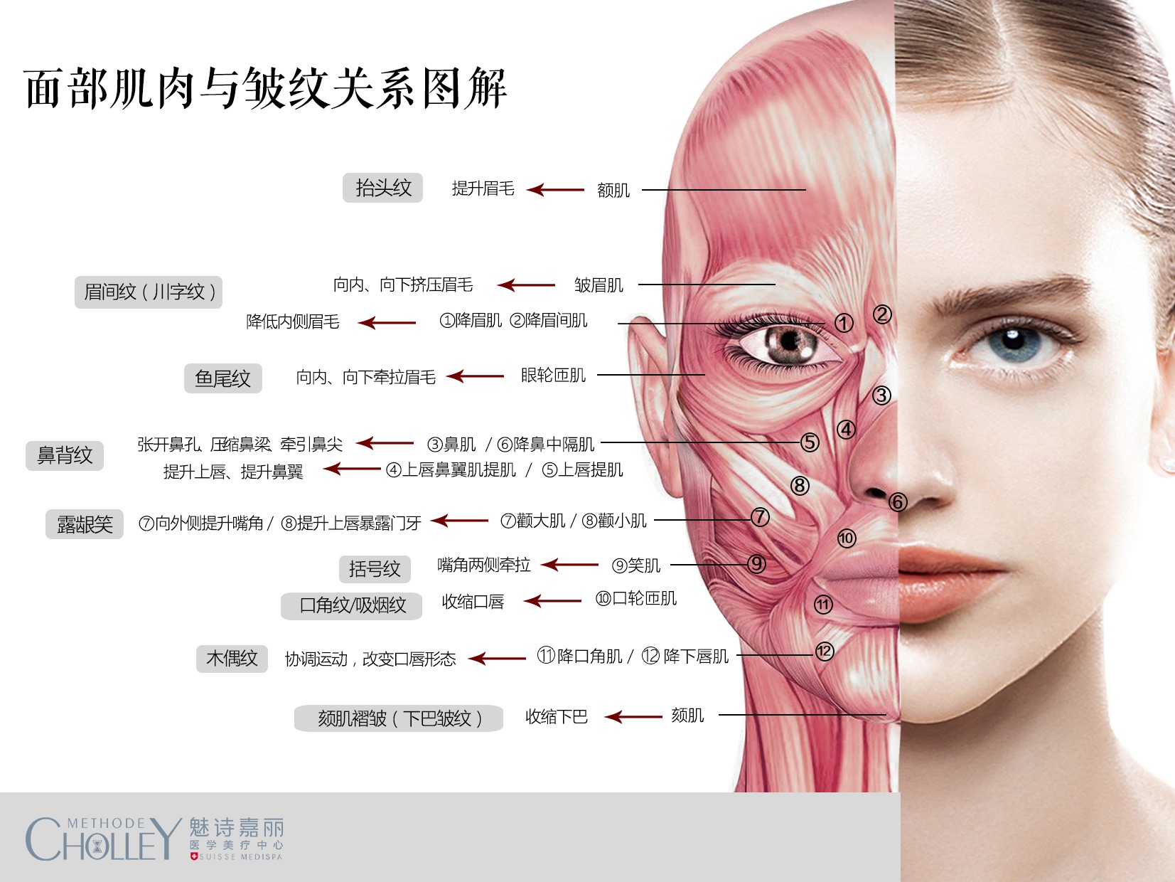 面部皱纹专业图解_climin陈-站酷ZCOOL