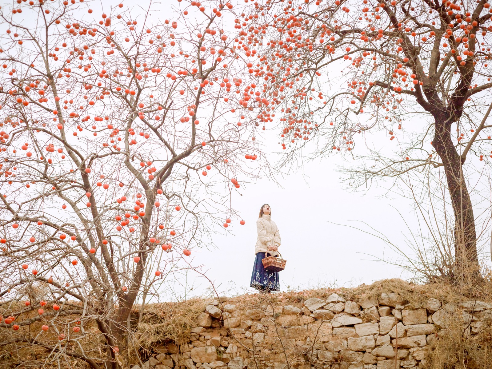 柿子树下_pear1103-站酷ZCOOL