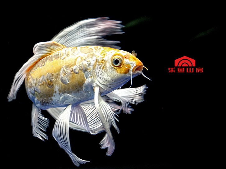 乐鱼山房-锦鲤·庭院设计_Seek山寸-站酷ZCOOL