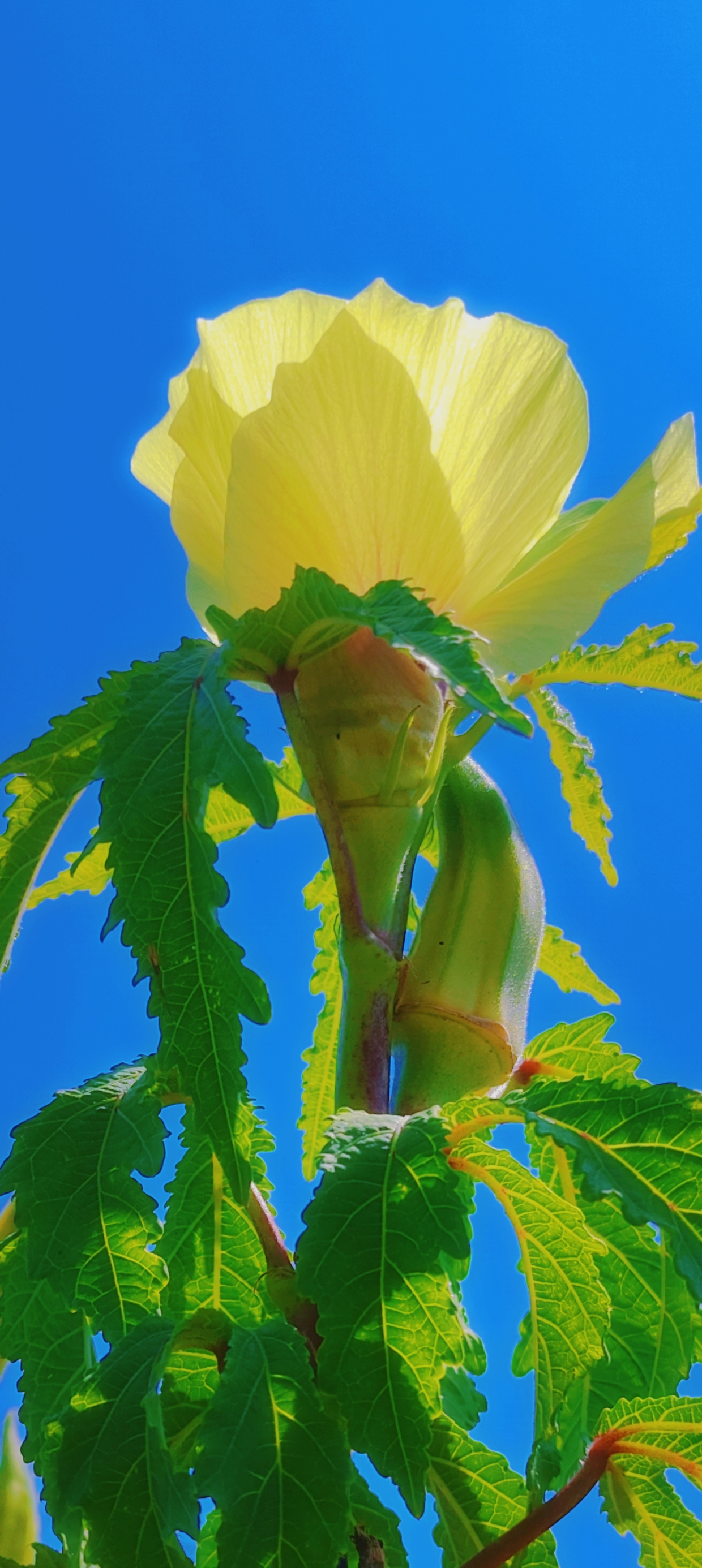 秋葵_spot2-站酷ZCOOL