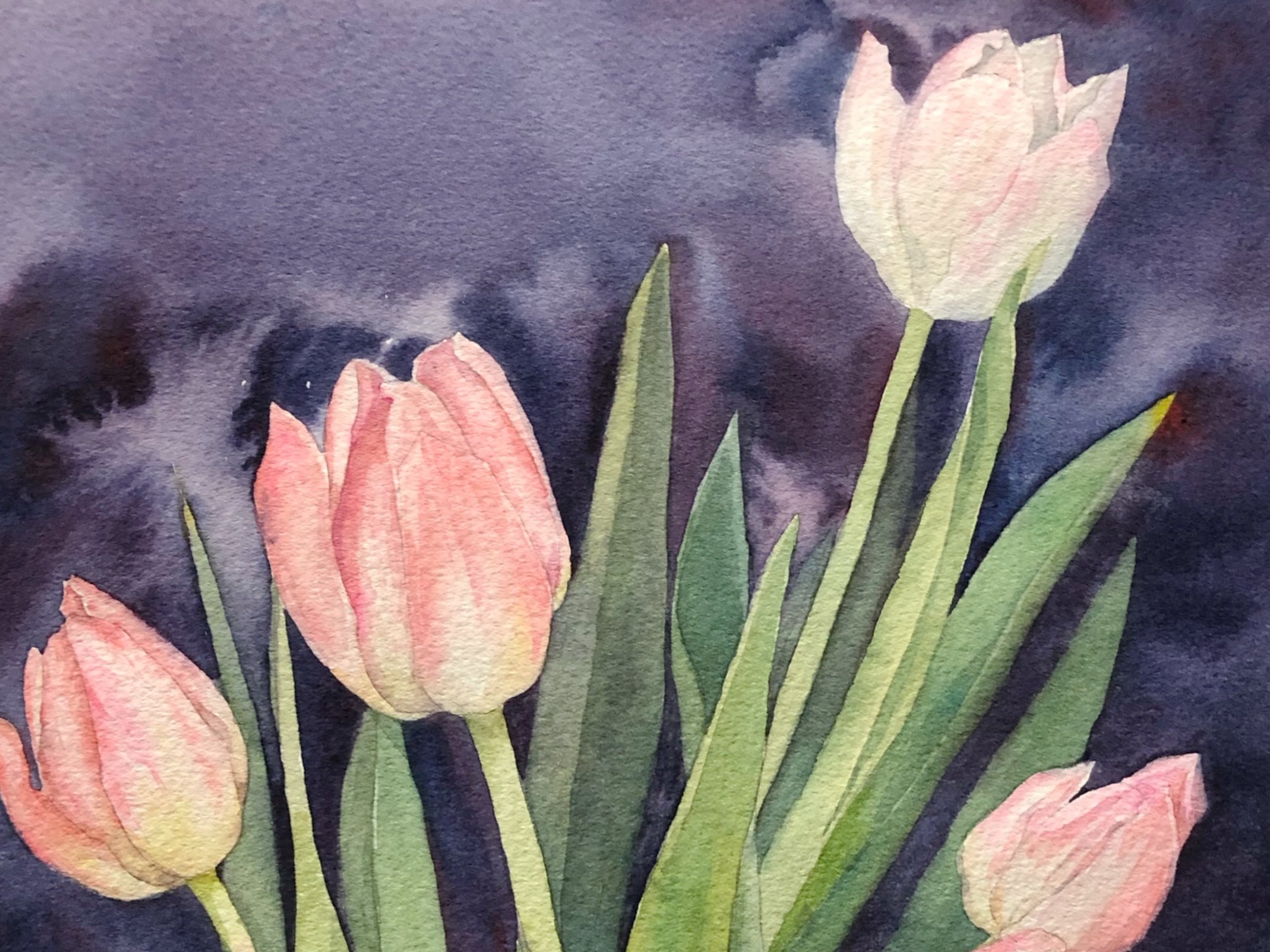 郁金香_Kara夏天-站酷ZCOOL