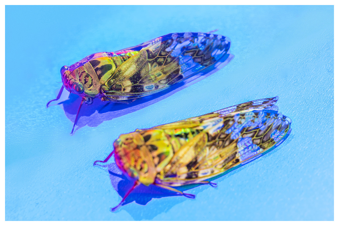 夏季昆虫多_春上喜食-站酷ZCOOL