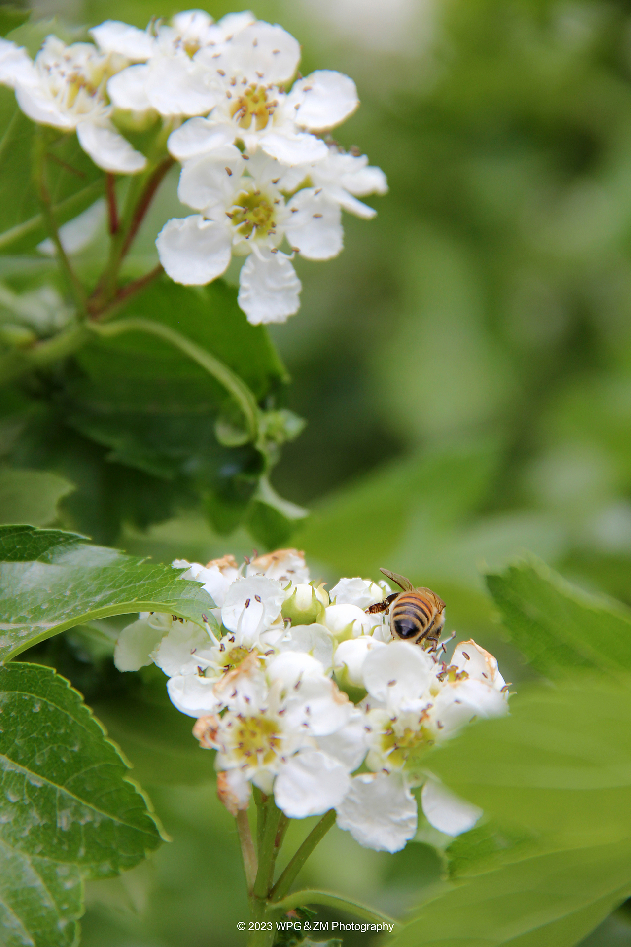 立夏 》_王珮光-站酷ZCOOL