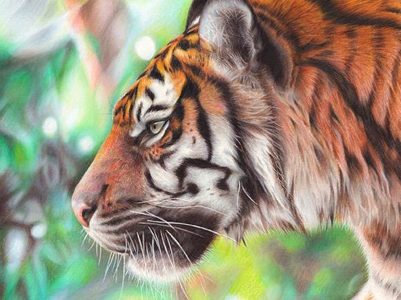 彩铅画《虎》_樊晓闻xiaoW-站酷ZCOOL