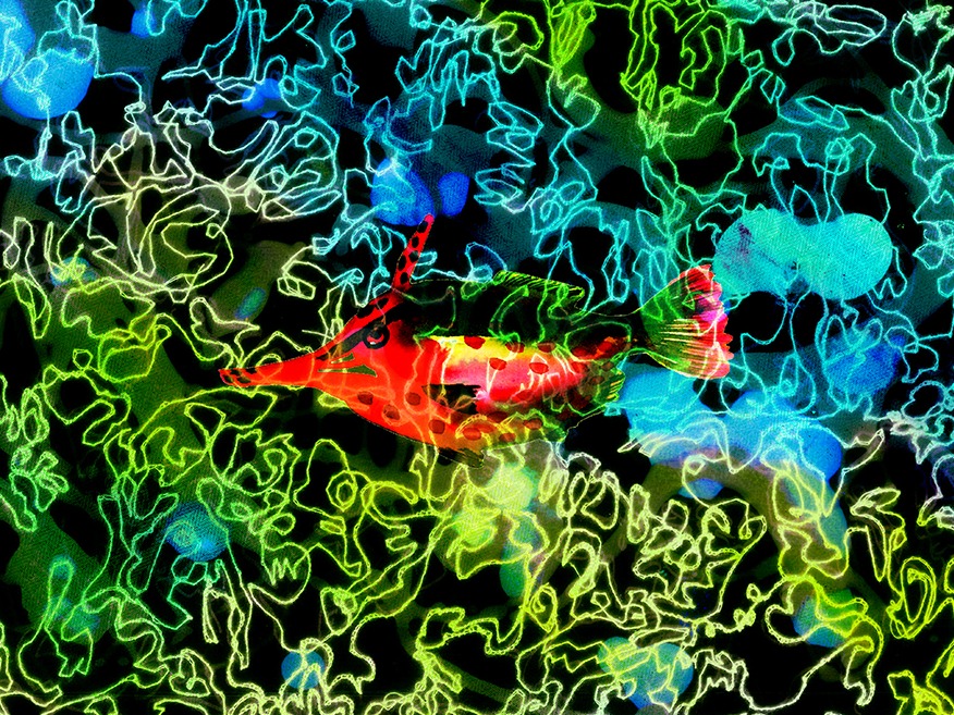 Fantastic Sea&Fish 3_Wendy铁头三娃-站酷ZCOOL