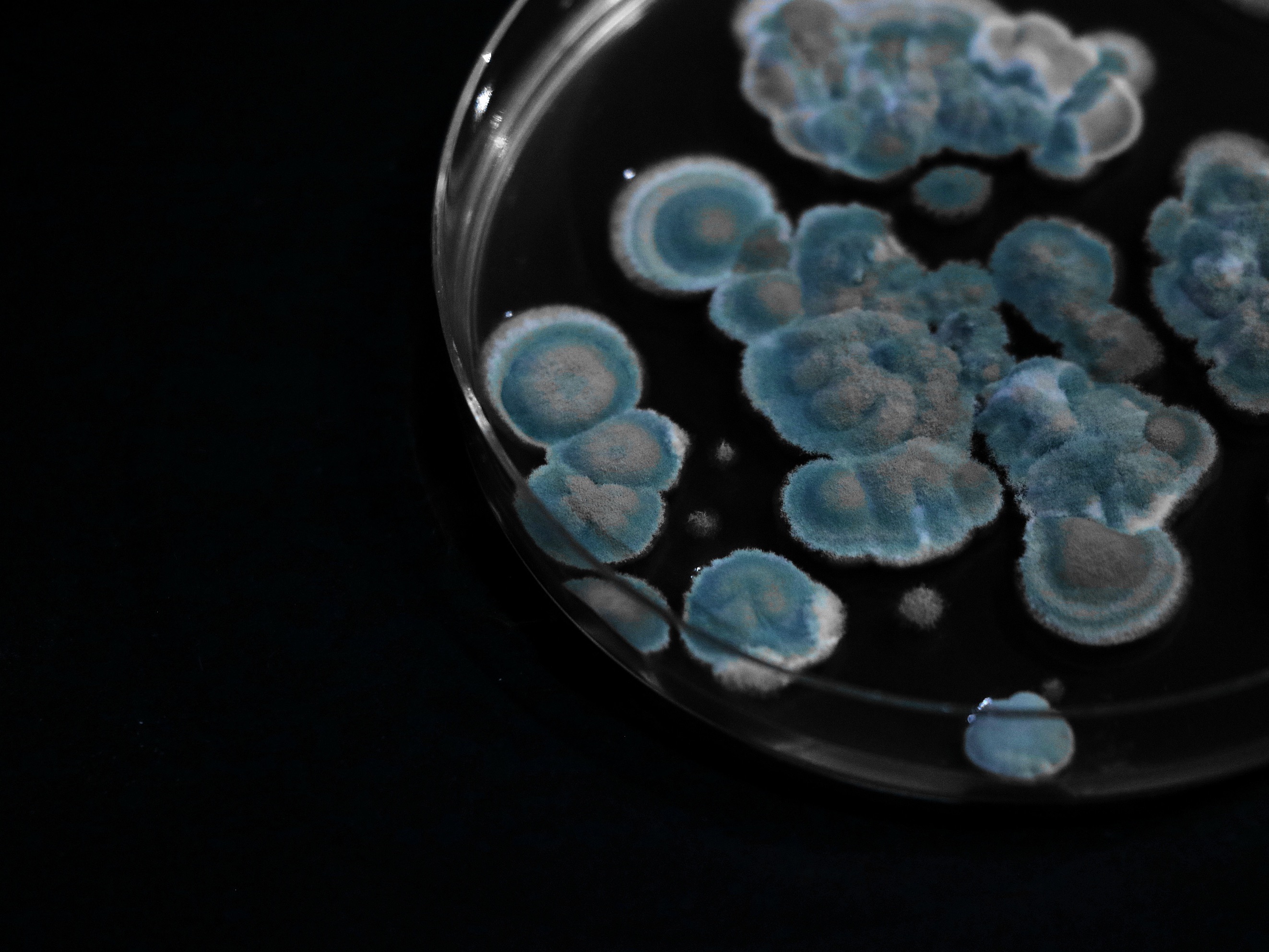 菌落_ConMor-站酷ZCOOL