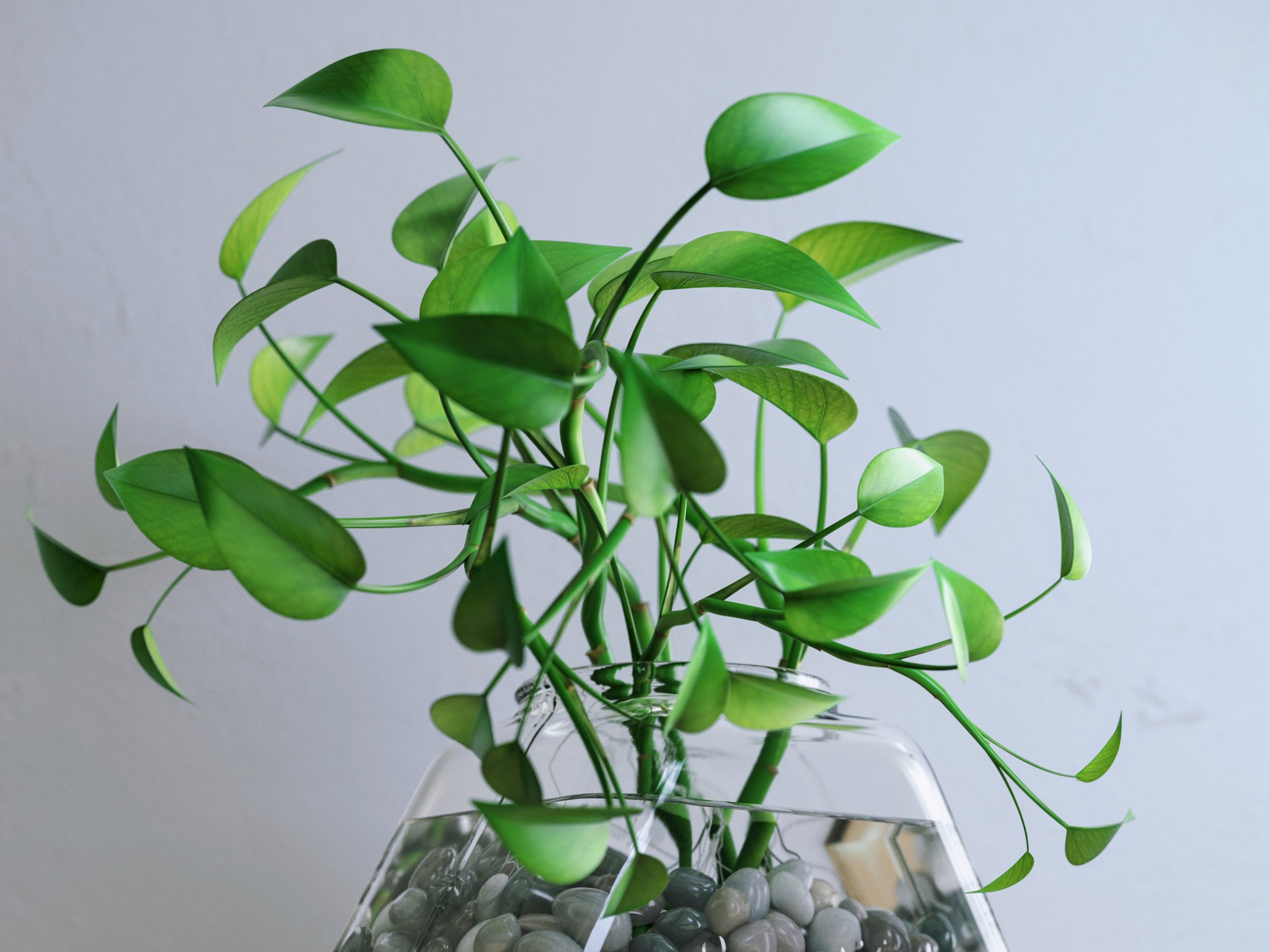 水培绿萝_ihdt上海映速-站酷ZCOOL