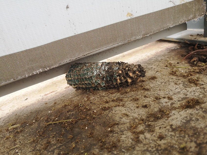 发霉的艺术玉米棍系列-初现_good_dennis-站酷ZCOOL