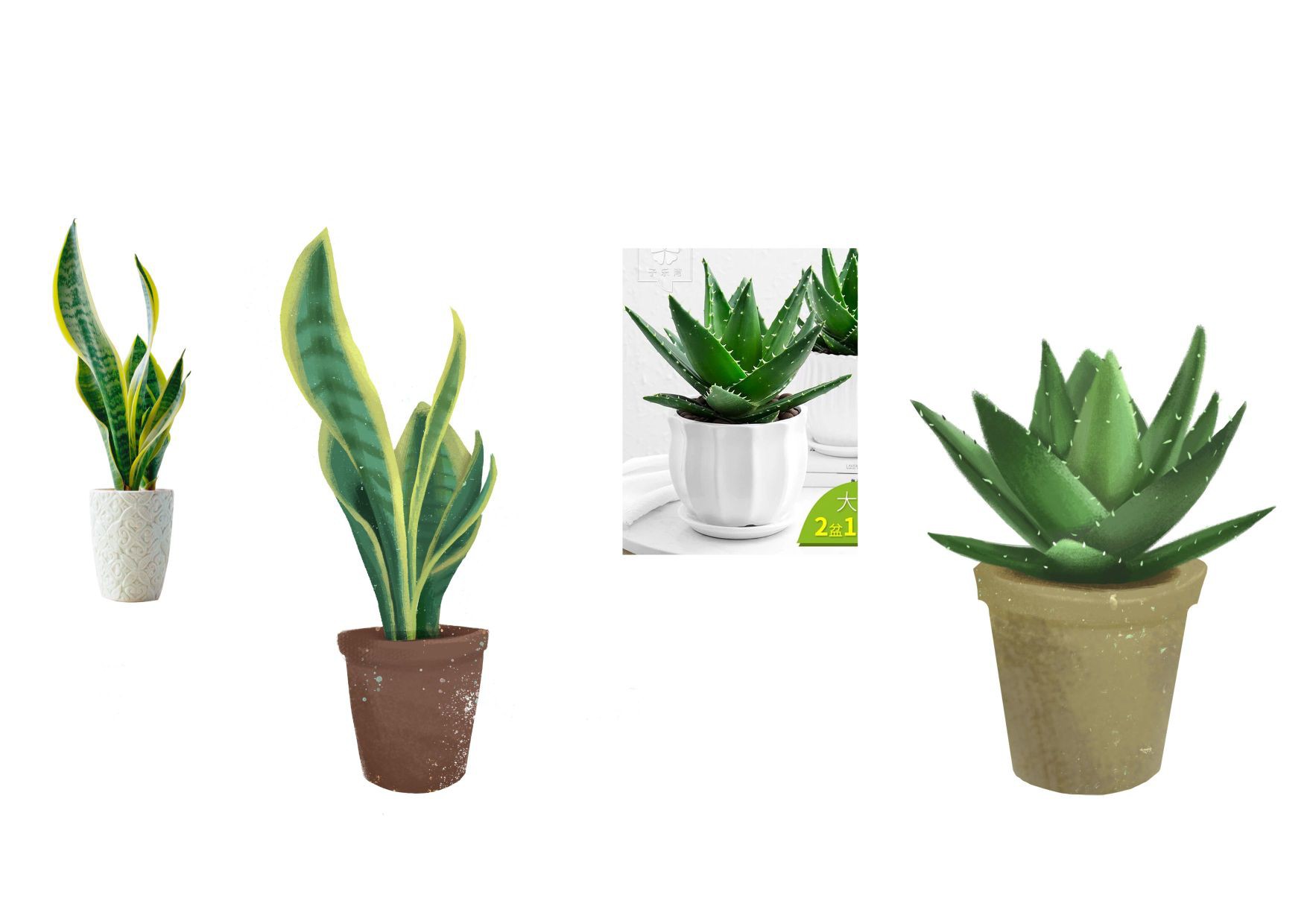 植物写生_脆皮山楂-站酷ZCOOL