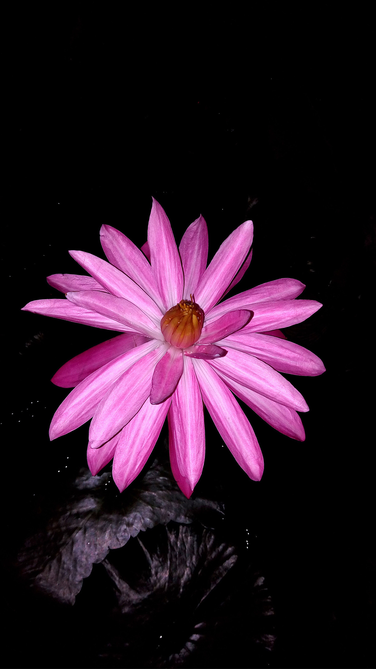 妖娆的夜_LULU_0508-站酷ZCOOL