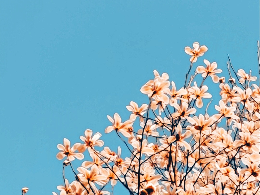 玉兰花_陈轩CDC-站酷ZCOOL