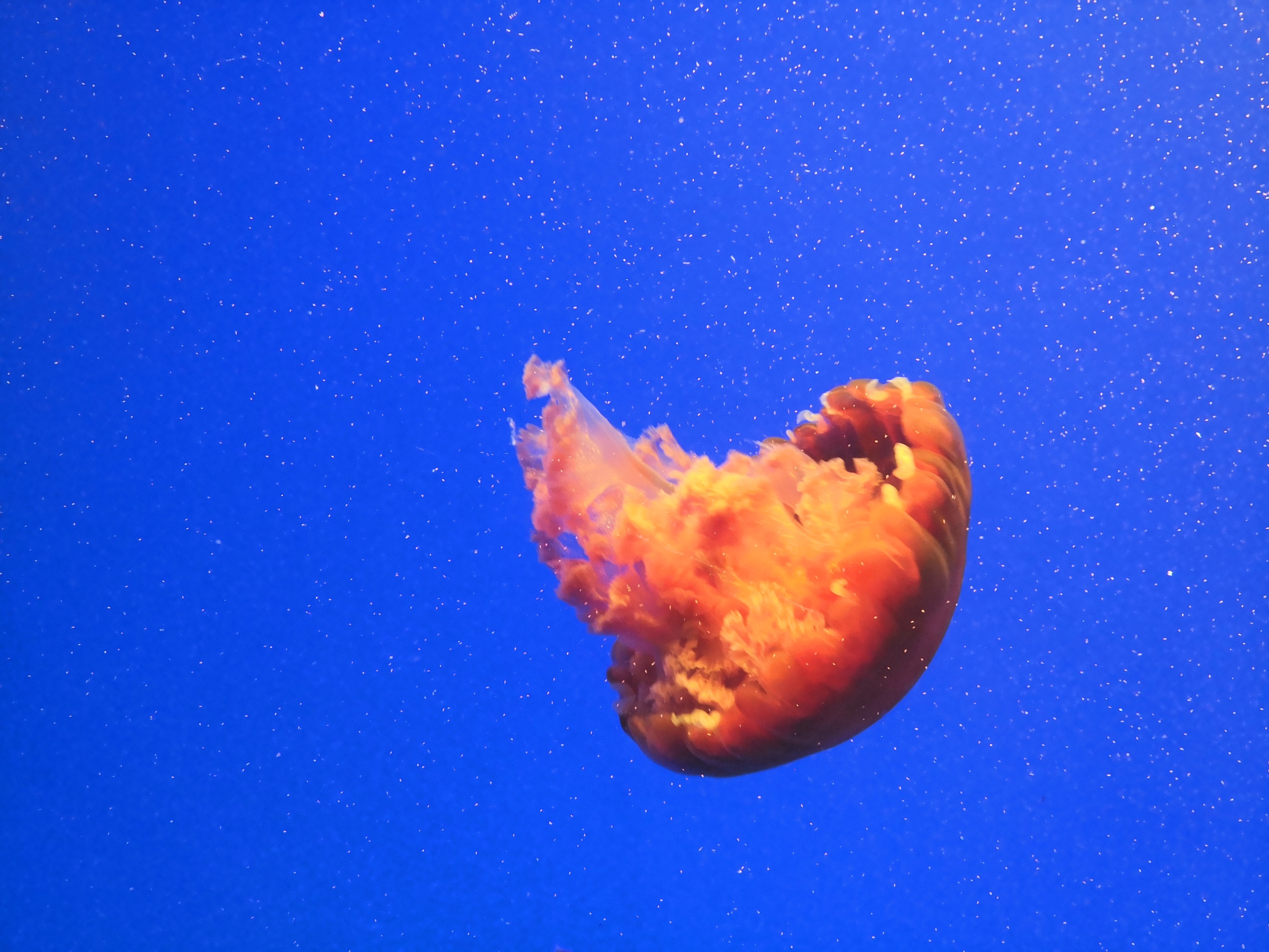 上海海底世界混剪_ninifang-站酷ZCOOL