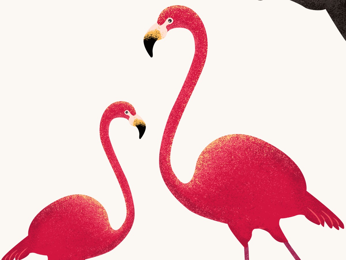 肌理插画火烈鸟_faye_lhx-站酷ZCOOL