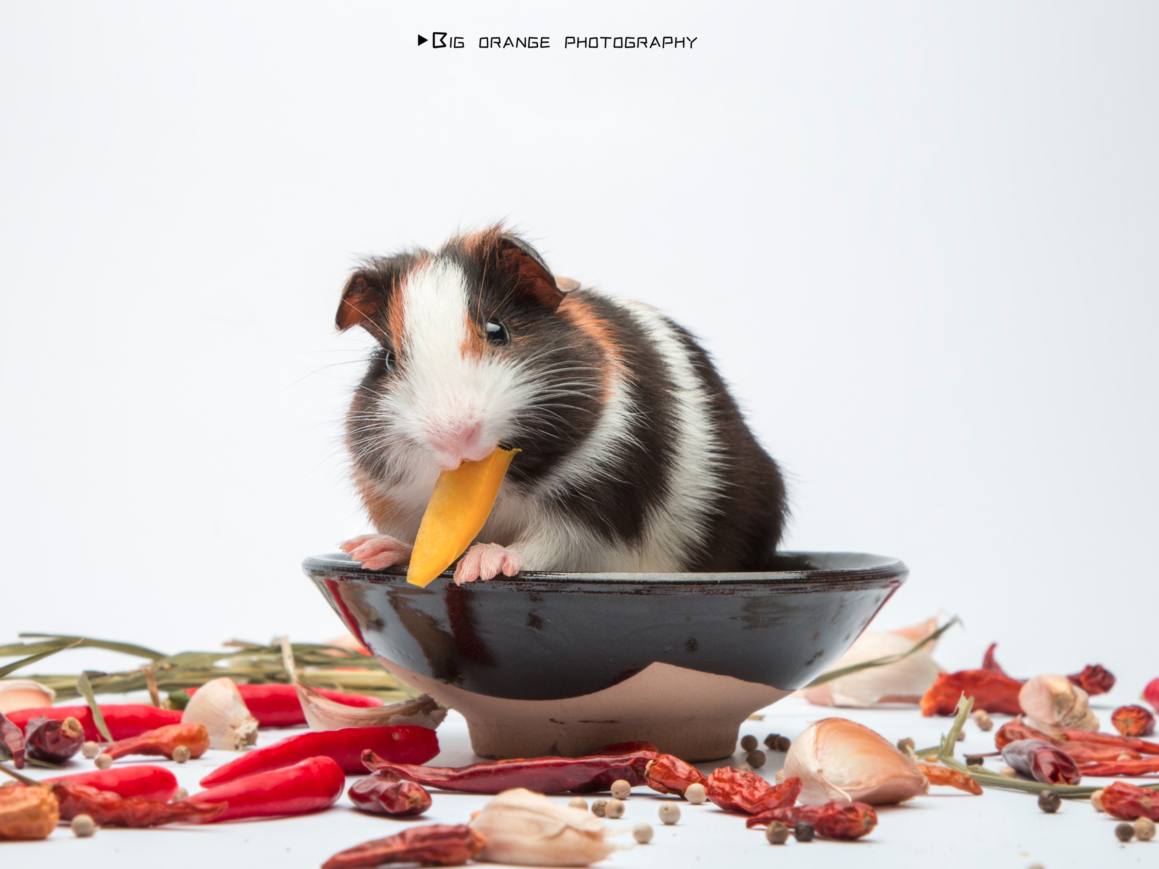 爆炒五花肉萌猪写真_大橙0214-站酷ZCOOL