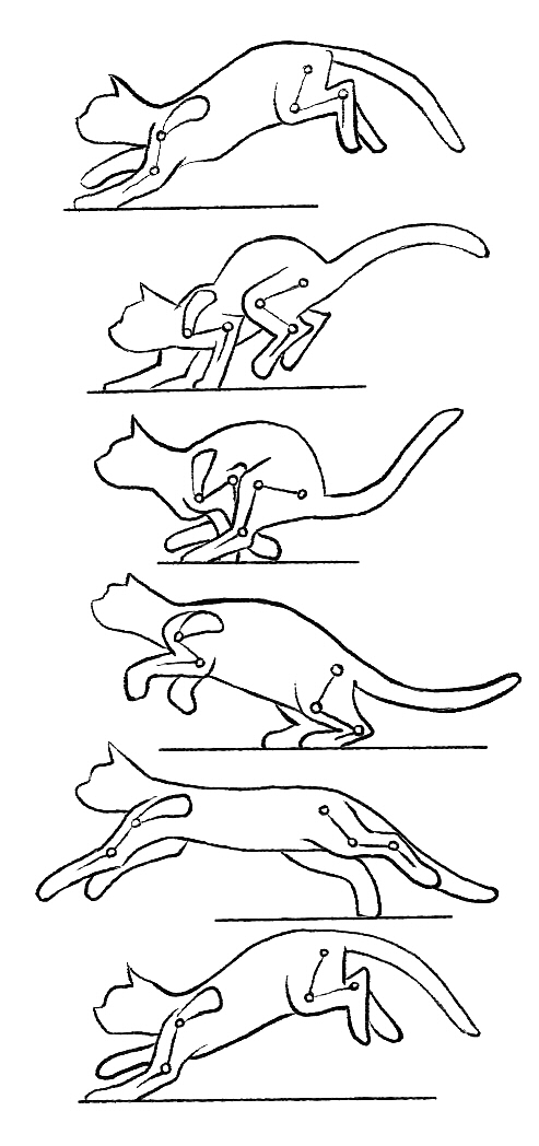 猫咪奔跑的轨迹_Zora_Hao-站酷ZCOOL