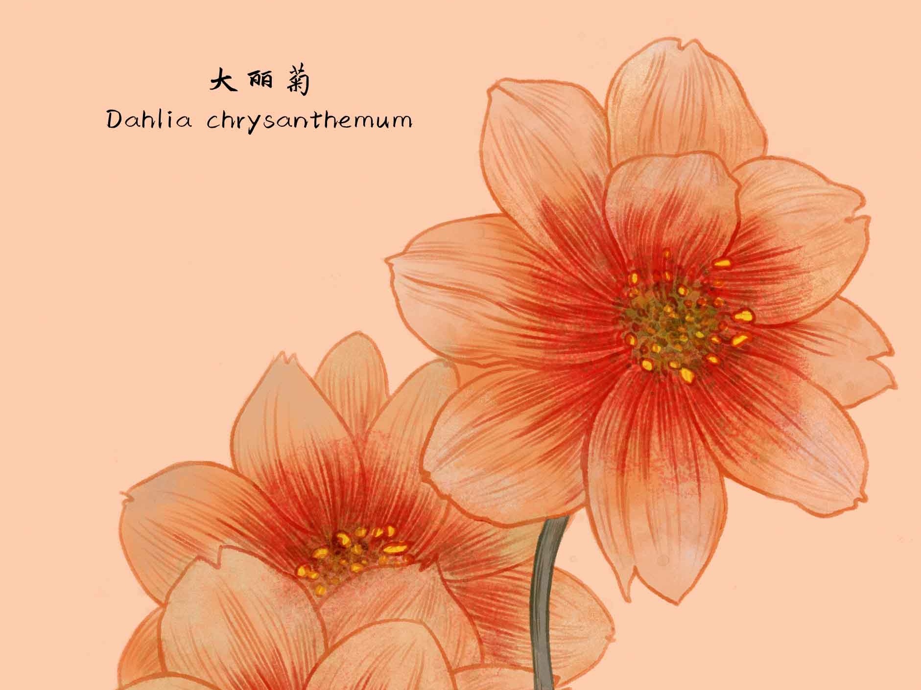 大丽菊_爪子呀ZHUAZI-站酷ZCOOL