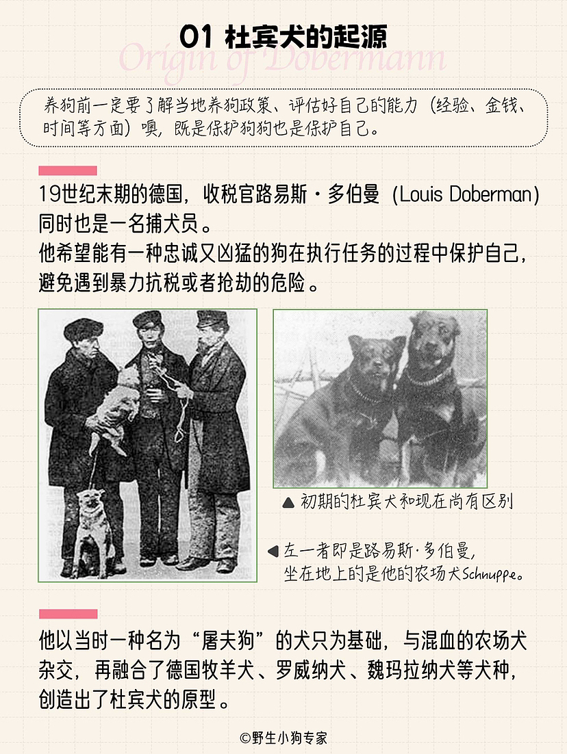 杜宾犬小百科 又酷又萌的恶魔犬_北北北辰beichen-站酷ZCOOL